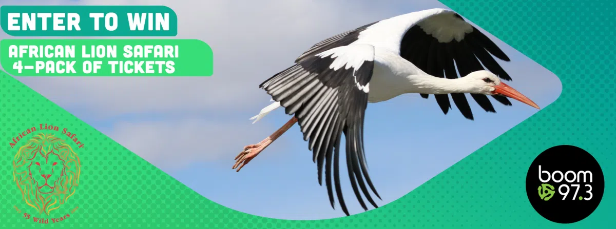 Win a Family Pack of Passes to African Lion Safari | boom 97.3 - 70s ...