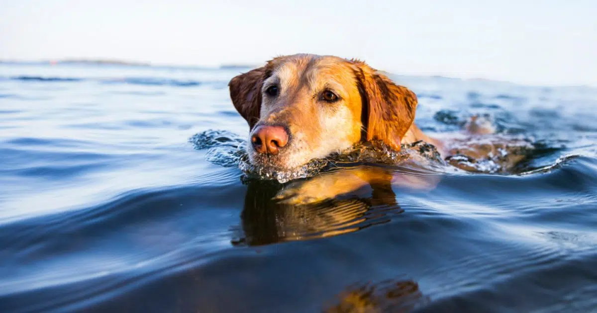 Brant Hansen Breaking Animal News: Dog in Ocean | PRAISE 106.5