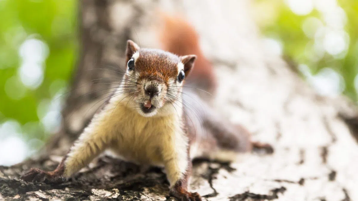 Breaking Animal News: Squirrel Brings Cookie to Homeowner | PRAISE 106.5
