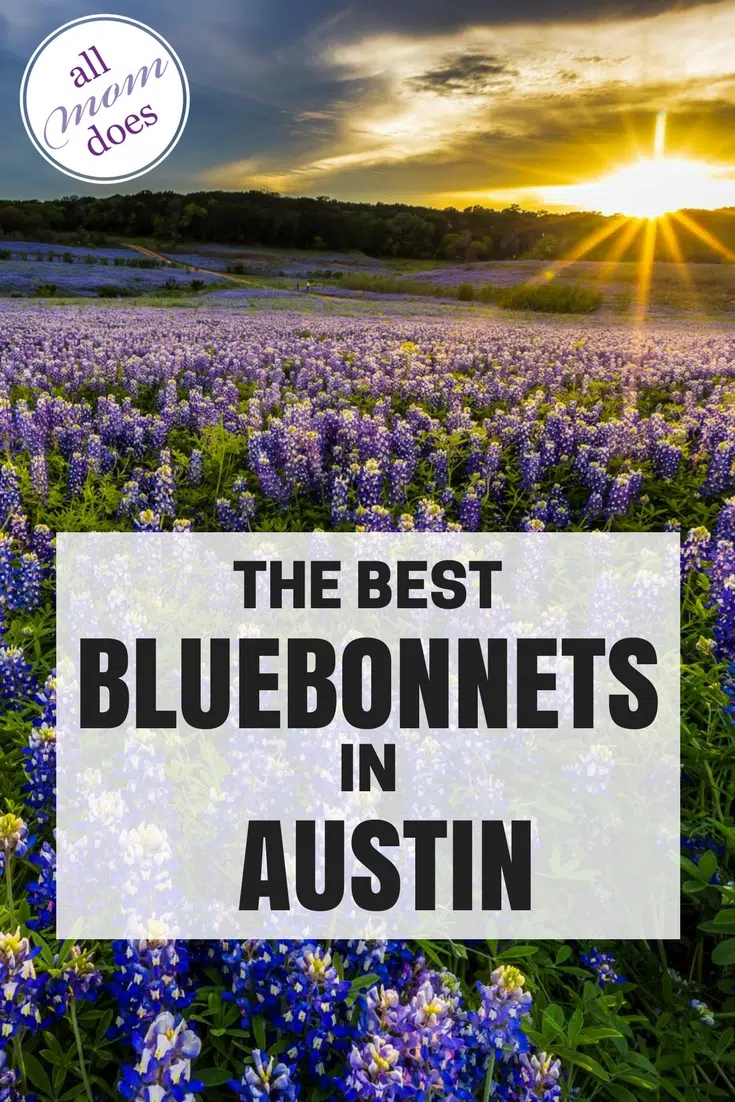 Amazing Places to see Bluebonnets in Austin | AllMomDoes