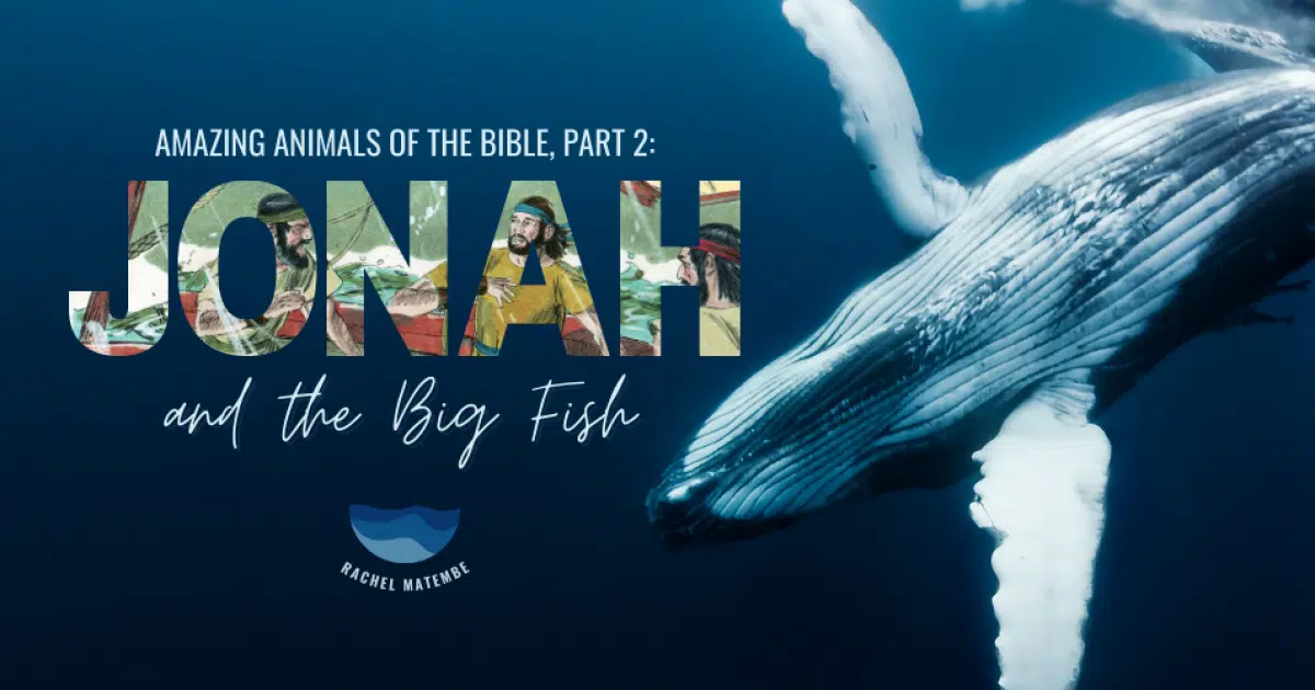 Amazing Animals of the Bible, Part 2: Jonah and the Big Fish | AllMomDoes