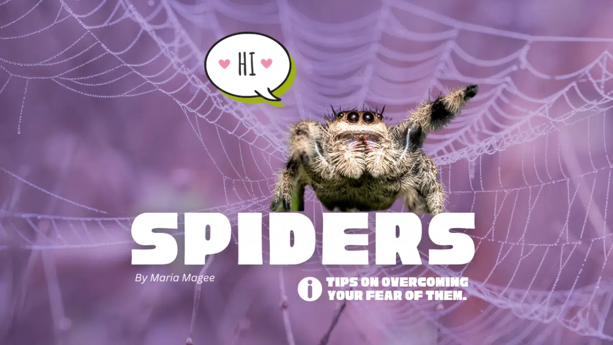 Afraid of Spiders? | AllMomDoes