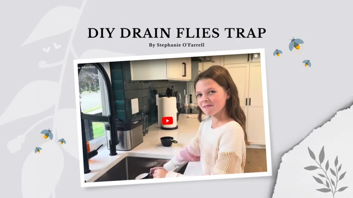 DIY Drain Flies Trap | AllMomDoes