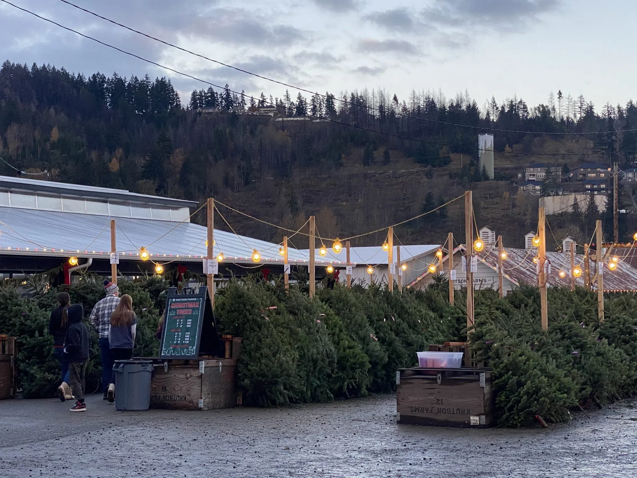 Making Christmas Tree Memories at Knutson Farms | AllMomDoes