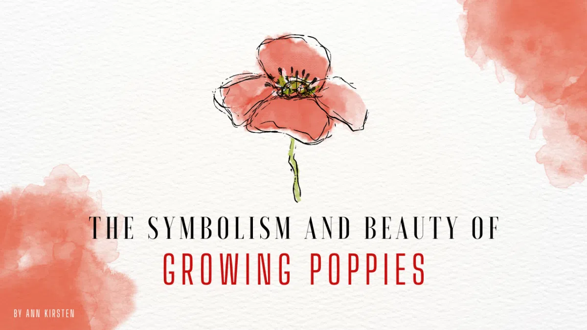 The Symbolism and Beauty of Growing Poppies | AllMomDoes