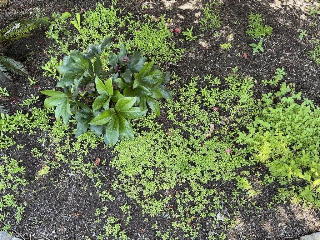 The Symbolism and Beauty of Growing Poppies | AllMomDoes