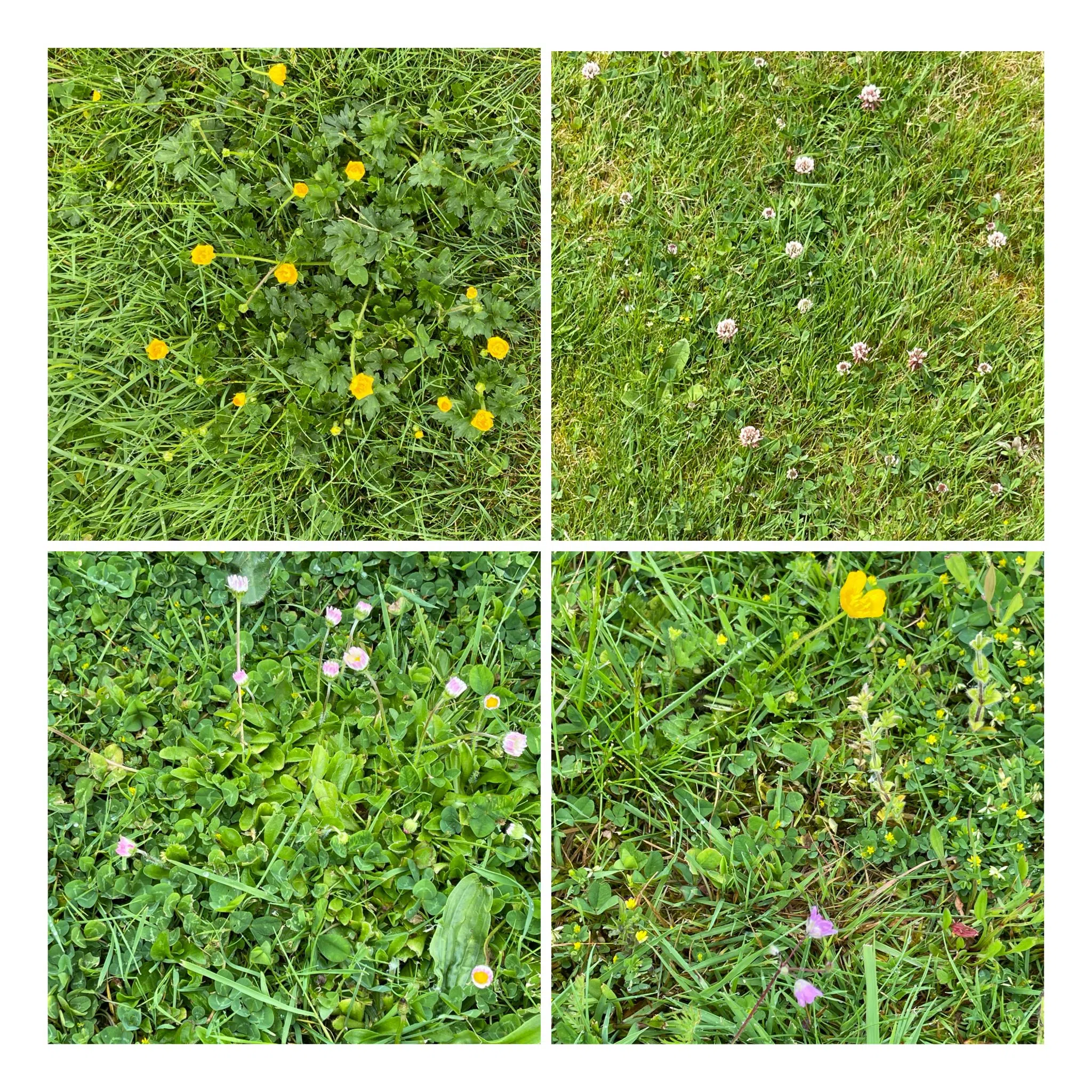 The Benefits of Having a Bee Lawn | AllMomDoes