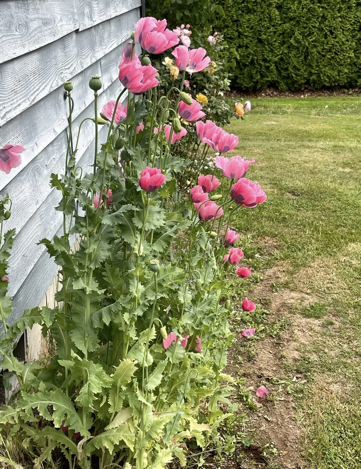 The Symbolism and Beauty of Growing Poppies | AllMomDoes