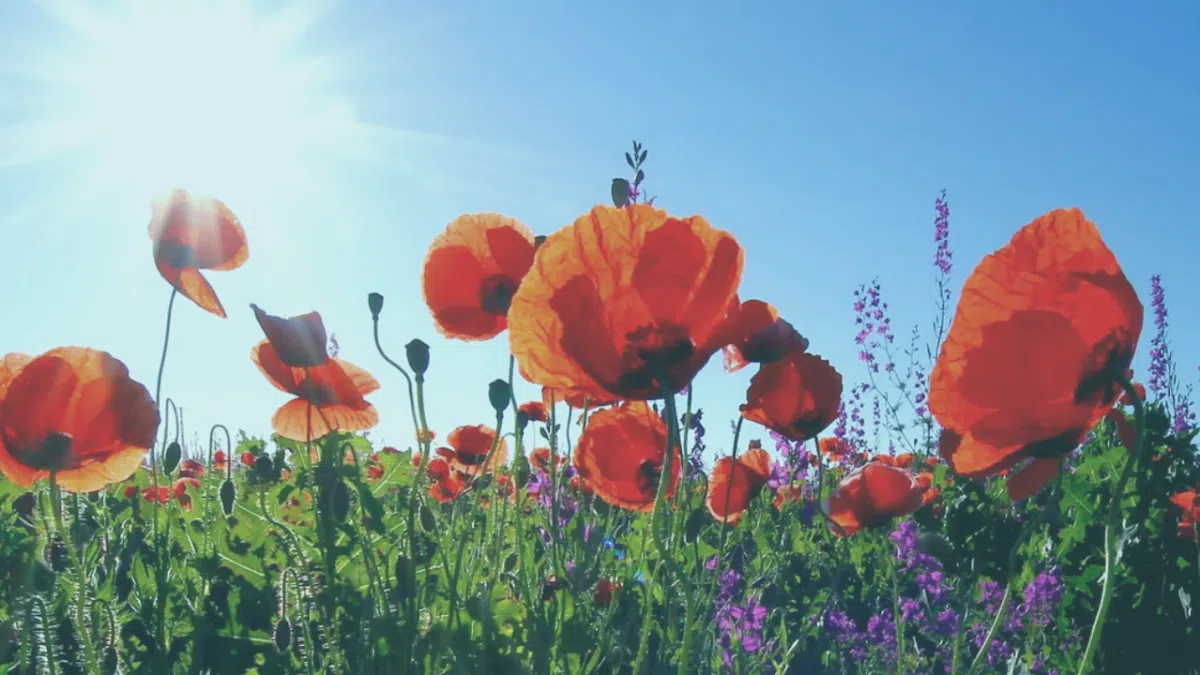 Easy Memorial Day Poppy Craft | AllMomDoes