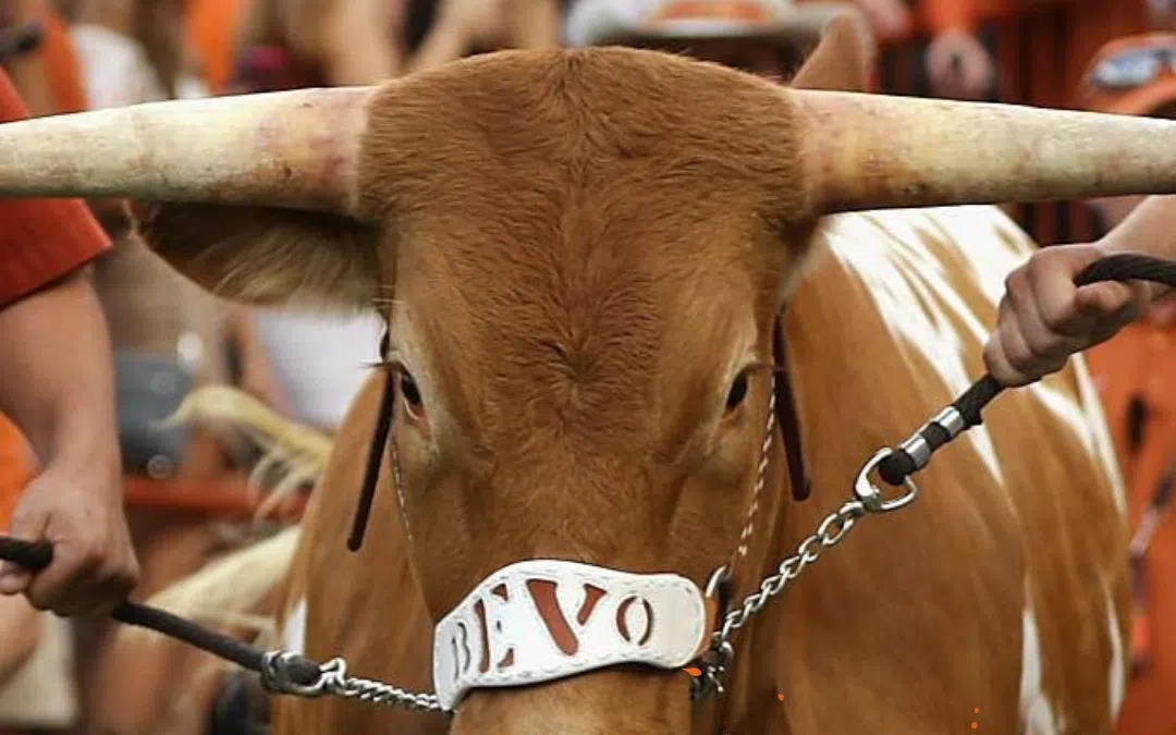 Bevo Set to Make One of His Longest Road Trips for the Citrus Bowl ...