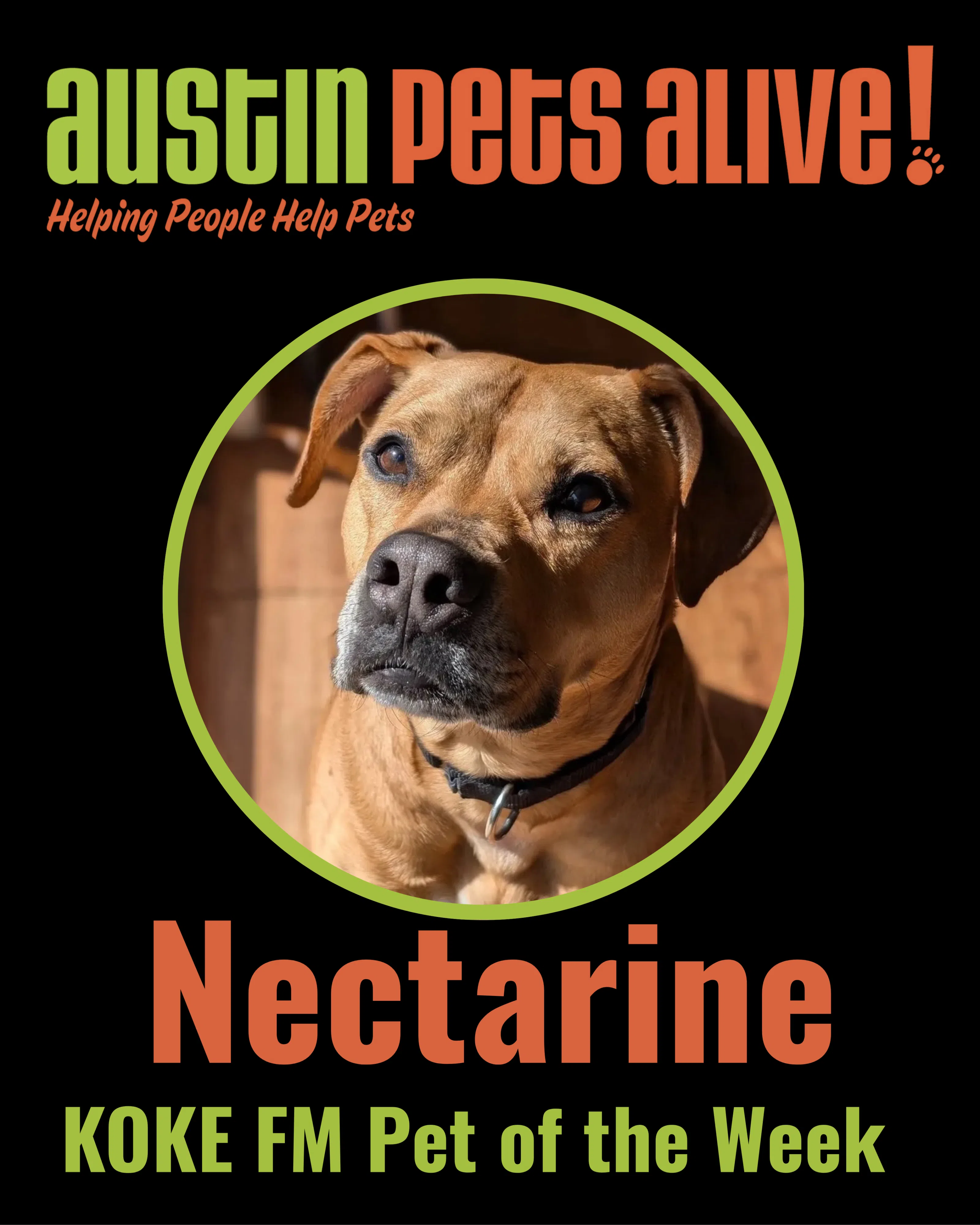KOKE FM Pet of Week: Nectarine | KOKE FM