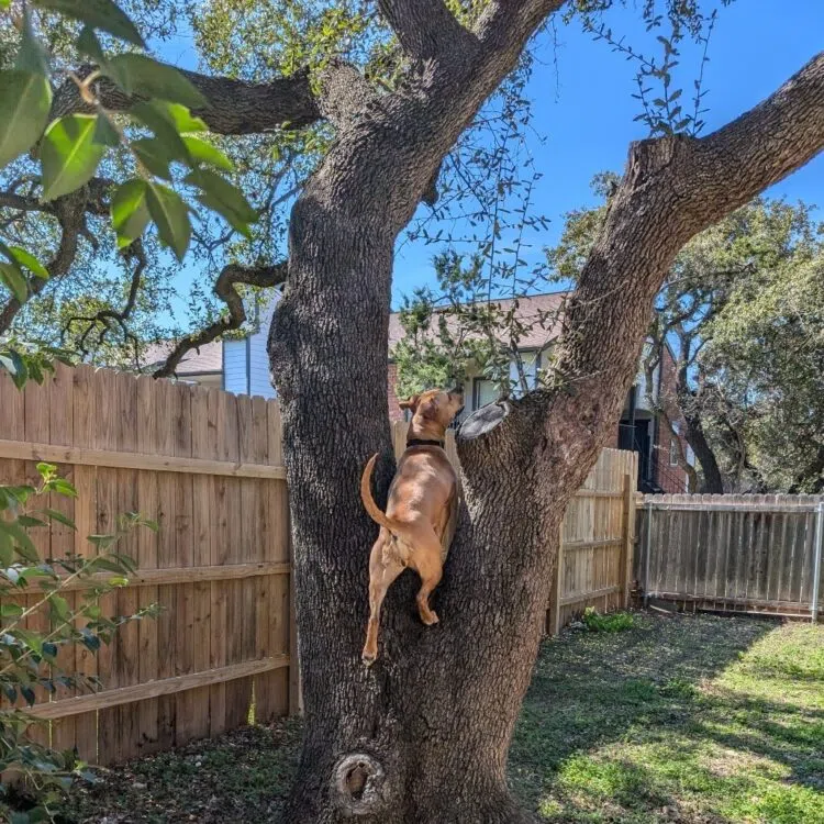 KOKE FM Pet of Week: Nectarine | KOKE FM