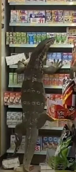 Watch a Dinosaur Go Shopping in Thailand [VIDEO] | 105.7 WAPL | The ...