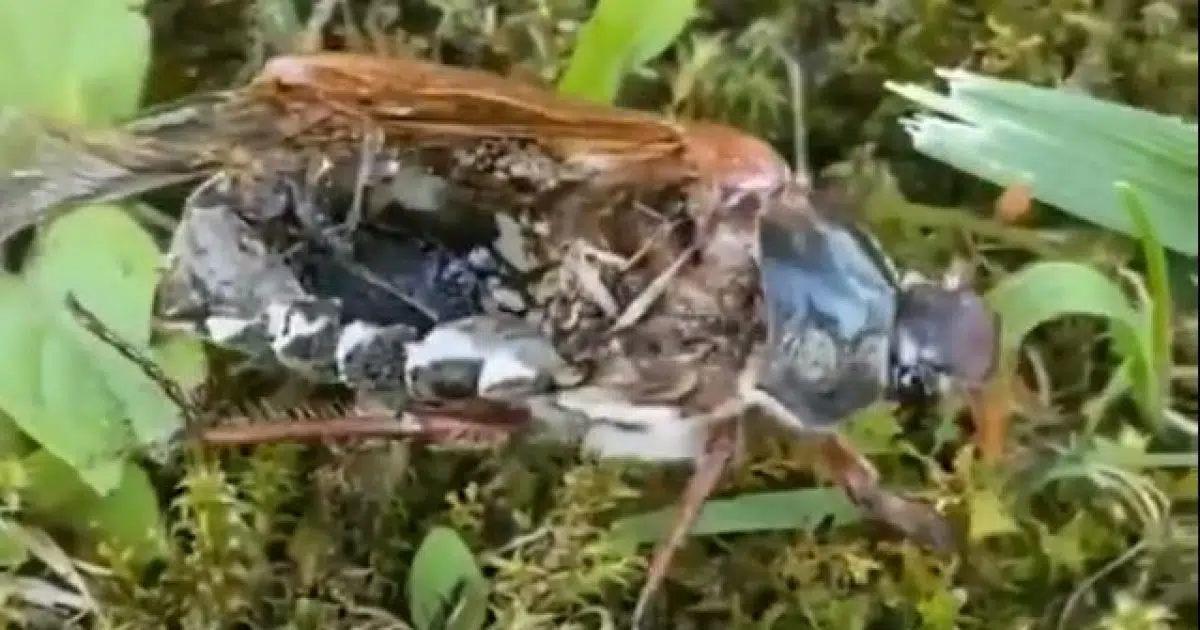 BACK FROM THE DEAD! Creepy Zombie Bug Video Is Unsettling [VIDEO] | 105 ...