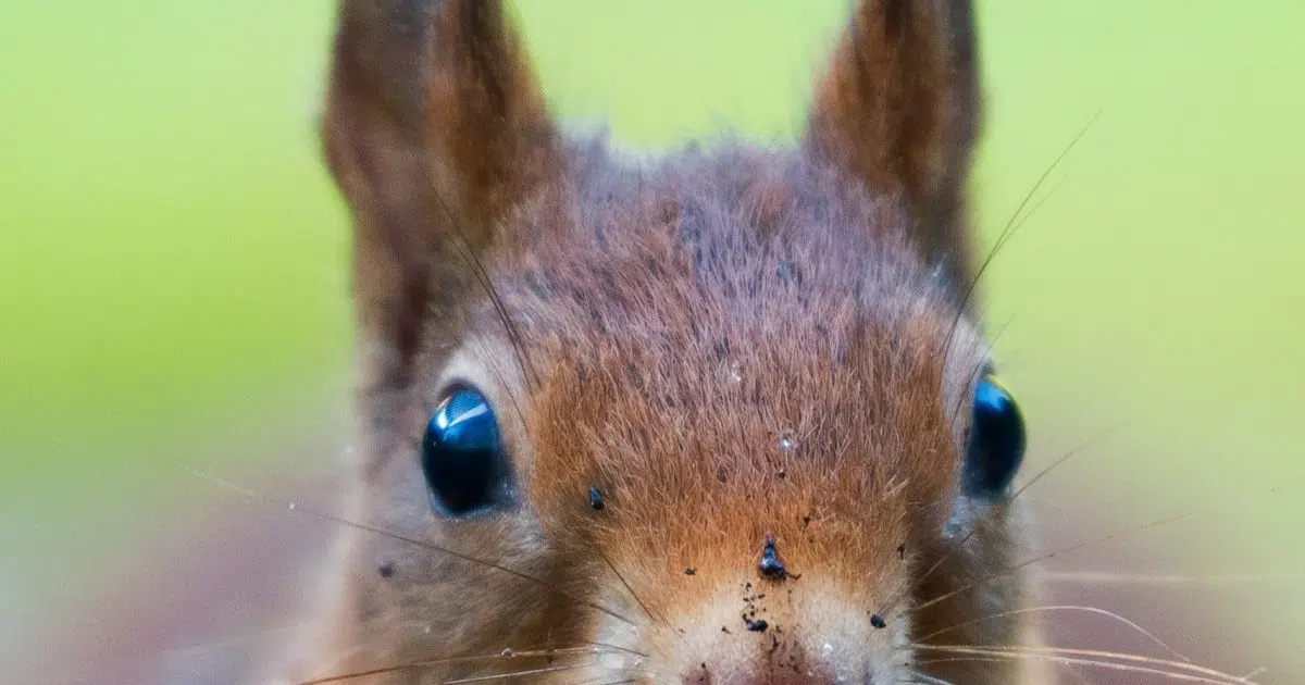 SQUIRREL!!!! Man Loses His Nut Over an Home-Invading Squirrel [VIDEO ...
