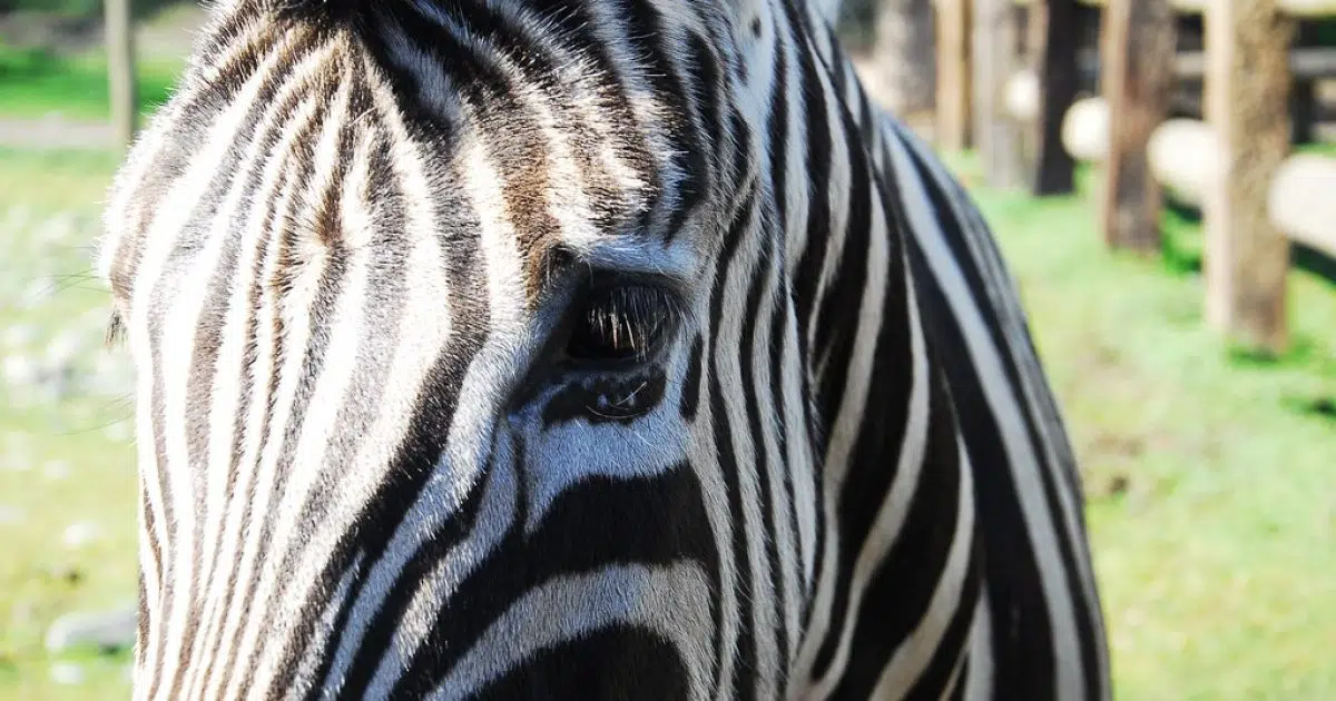 WHEN ANIMALS ATTACK! Ohio Zebra Nearly Bites Owner’s Arm Off [VIDEO ...