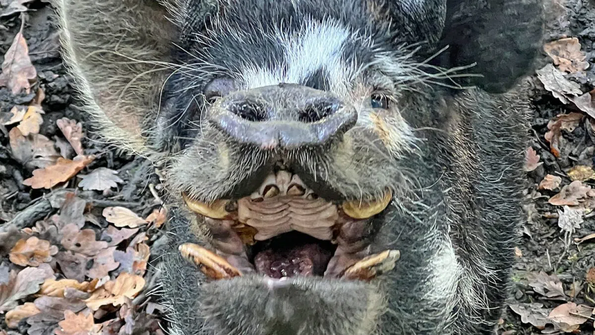 Snow-BOAR-ding? Gnarly Wild Boar Catches Fresh Pow and Hogs Decks ...