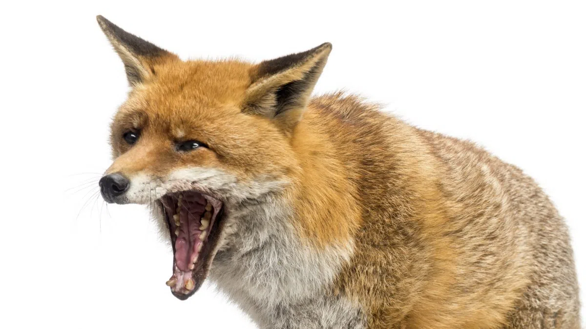 When Animals ATTACK!!! Man Advocating The ‘Friendliness of Foxes’… Gets ...