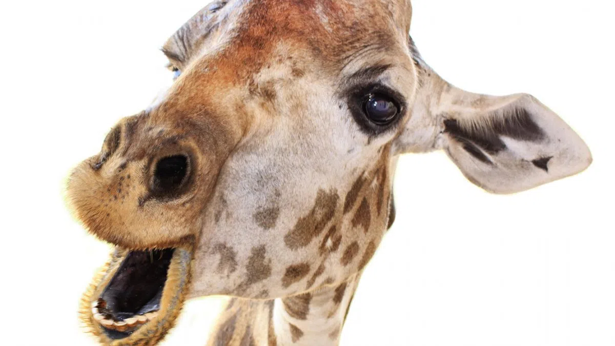 When animals ATTACK!!! Giraffe Yanks Toddler Out of Car at Drive-Thru ...