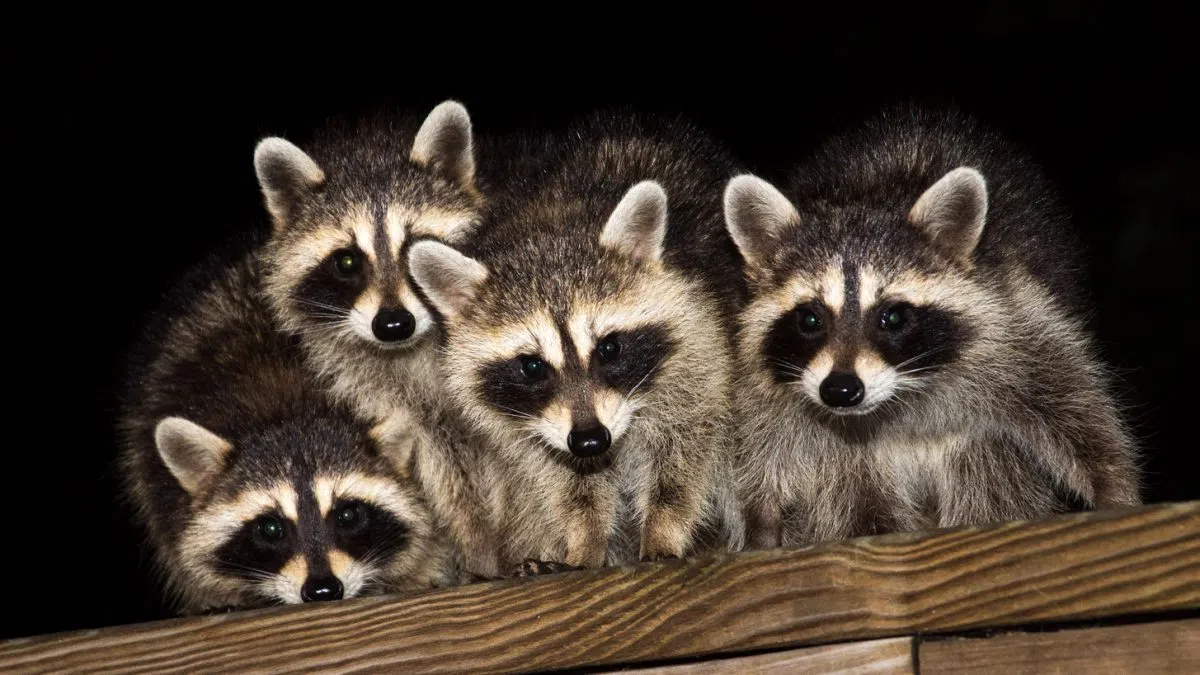 WHEN ANIMALS ATTACK!! WA Woman Opens Raccoon Buffet – Riot Ensues ...
