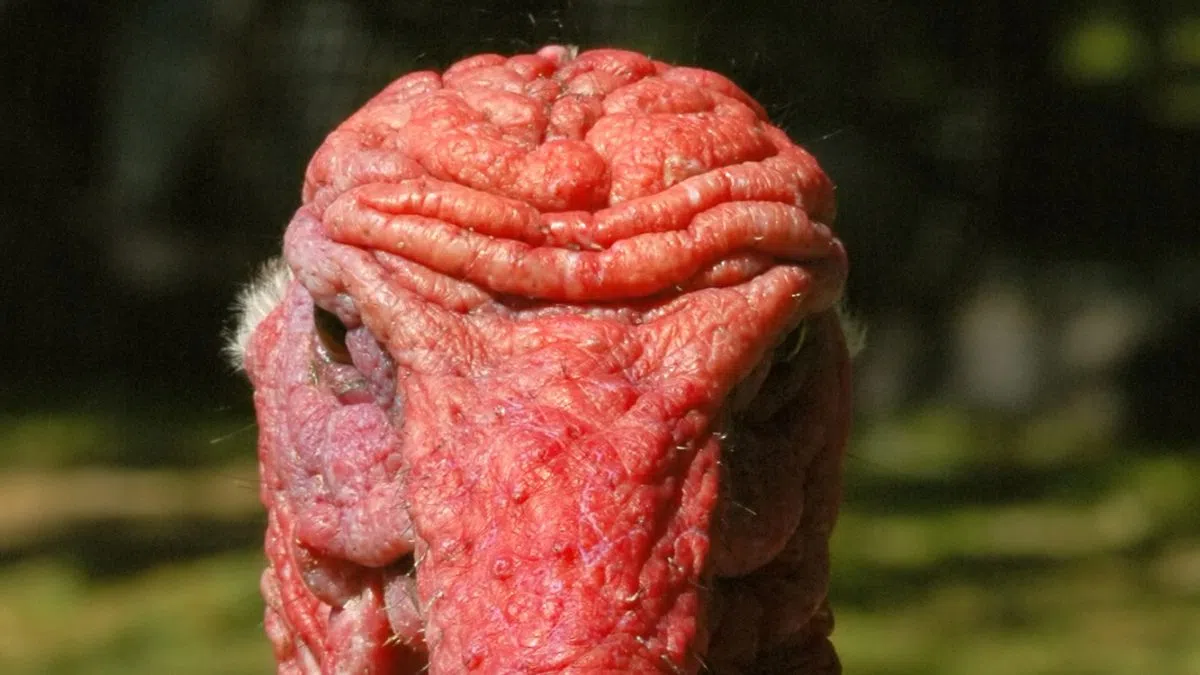 Neither Snow Nor Rain Nor Heat Nor Gloom of Night… BUT Turkeys? Mailman ...