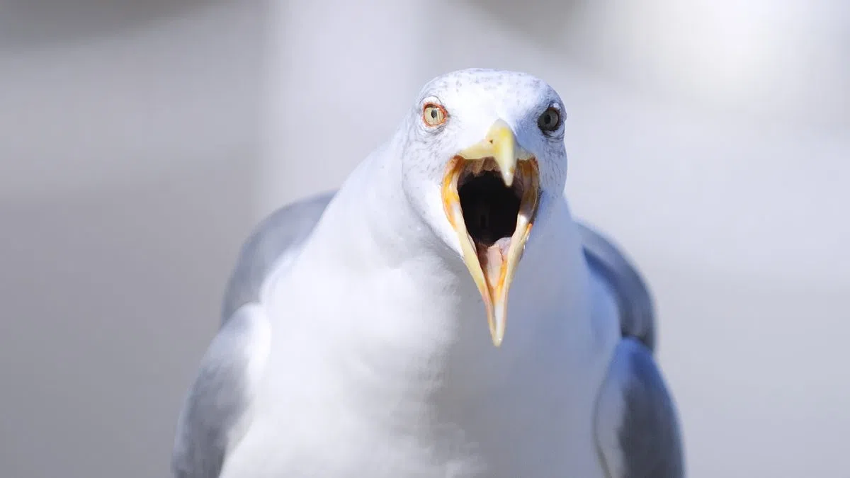 How GULLable Are You? Drunk Woman Brings Home a Sea Gull That Has Bird ...