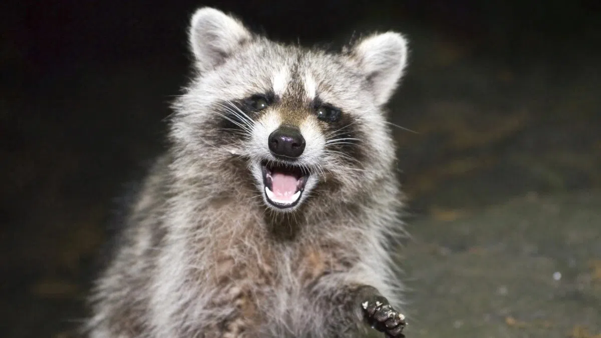 Rac Attack: Fancy Dinner Disrupted As Trash Panda Crashes The Party At ...