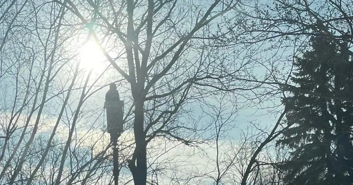 Fox Valley Tree Care Takes Out Decker’s Tree | Razor 94.7 104.7 - The ...