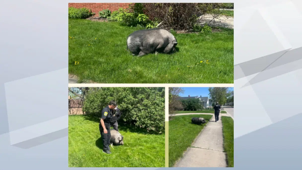 Green Bay police help lost pig ‘all the way home’ | WHBY