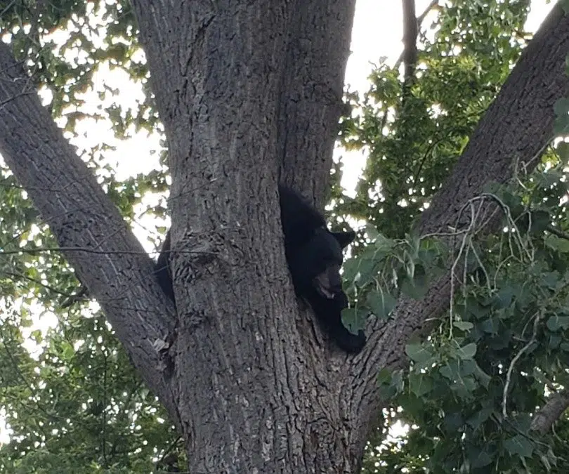 Bear leaves after climbing Green Bay tree | WHBY