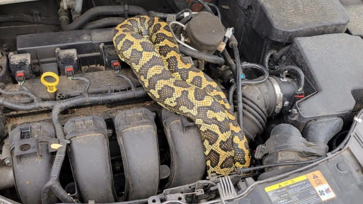 Green Bay driver finds 7-foot long python under the hood of their car | WHBY
