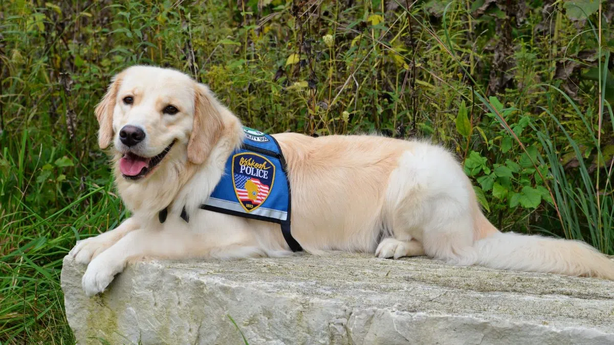 Oshkosh Police Department loses emotional support dog | Razor 94.7 104. ...