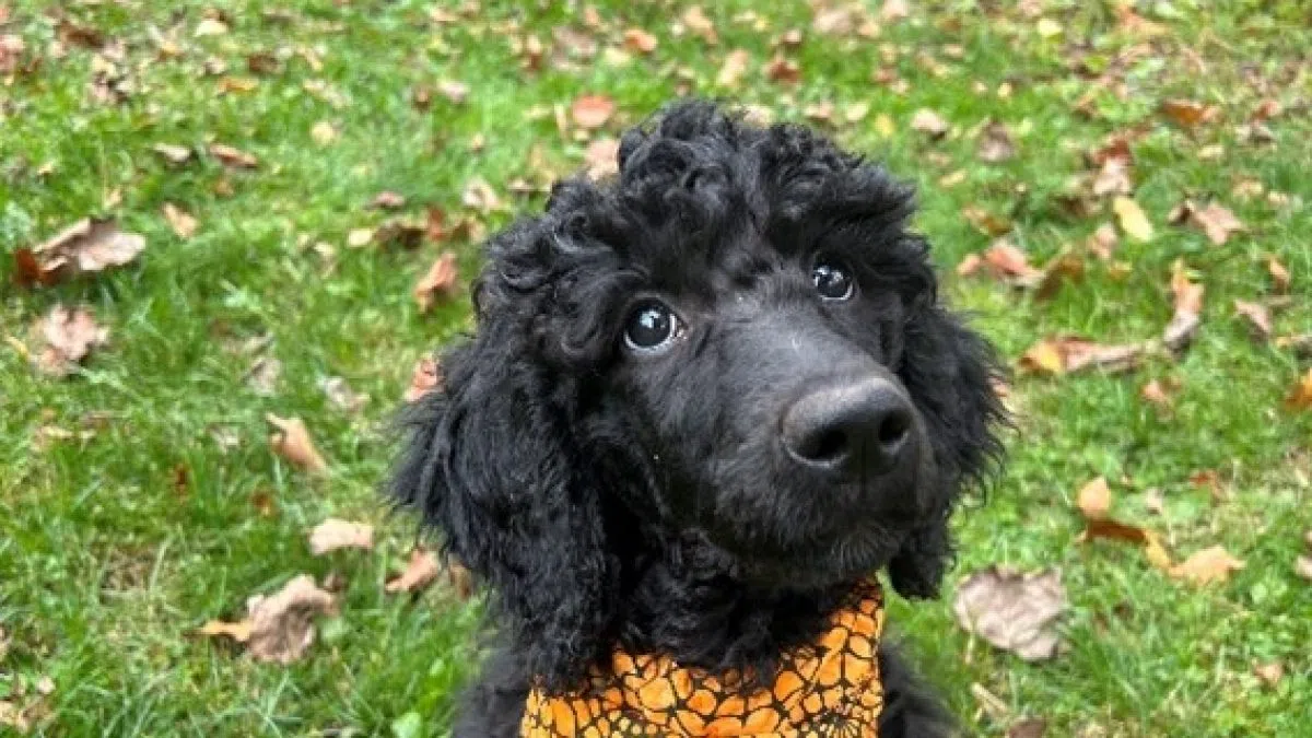 Winnebago County Sheriff’s Office adds new therapy dog | Razor 94.7 104 ...