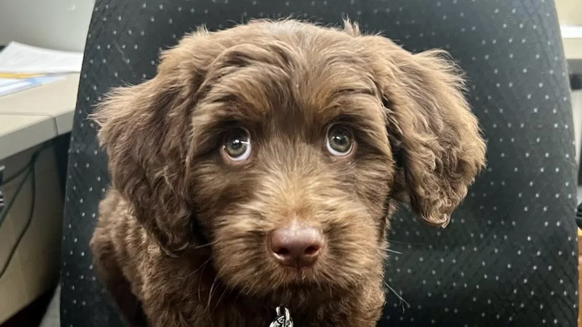 Door County Sheriff’s Office adds new therapy dog | Razor 94.7 104.7 ...