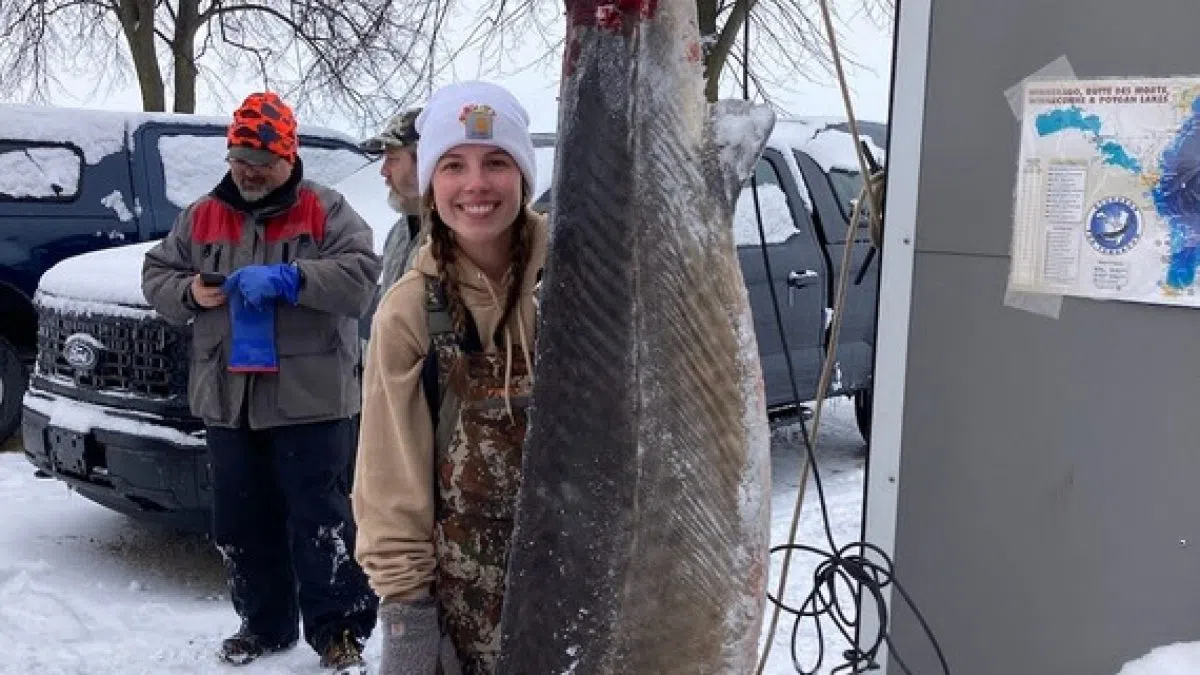 Nearly 1,000 sturgeon harvested during 2025 spearing season | The #1 ...