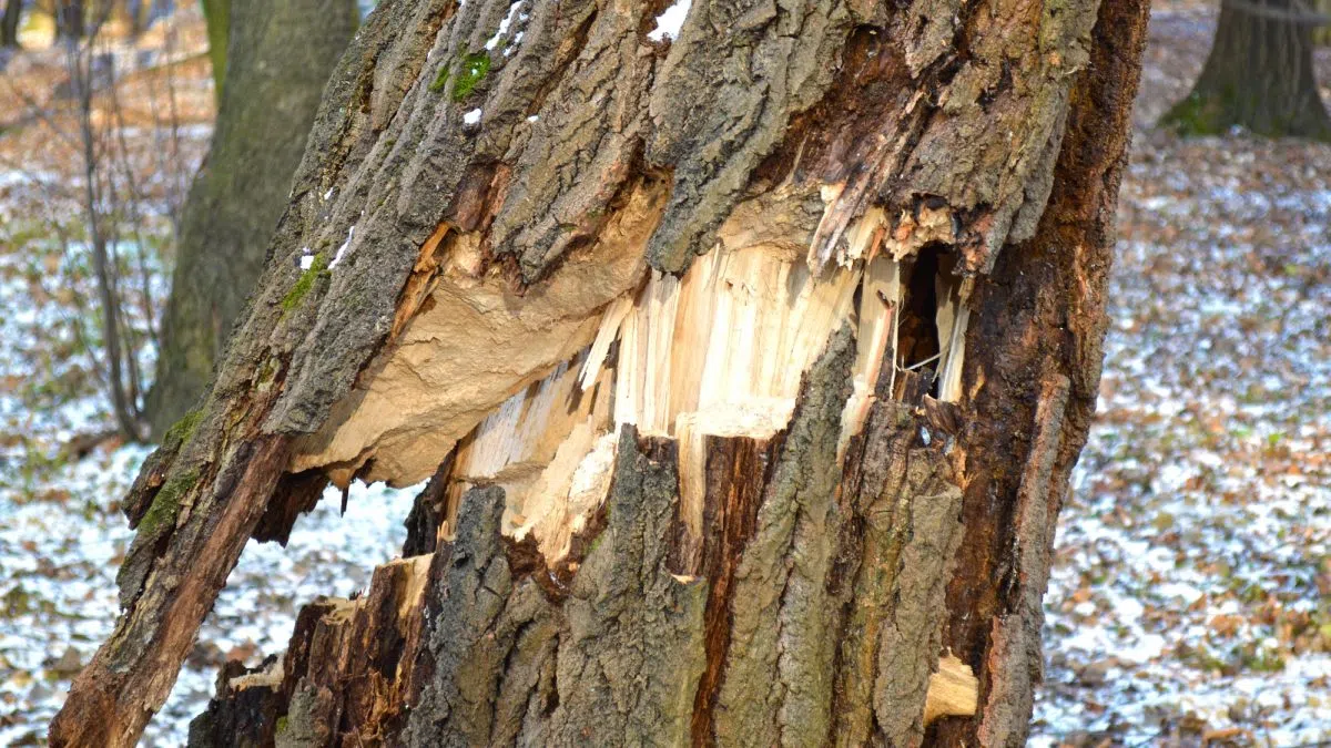 Green Bay girl dies after tree falls on her | Razor 94.7 104.7 - The ...