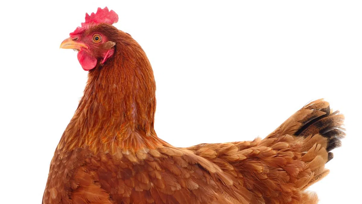 Kewaunee police investigating alleged request to pet chicken | Razor 94 ...