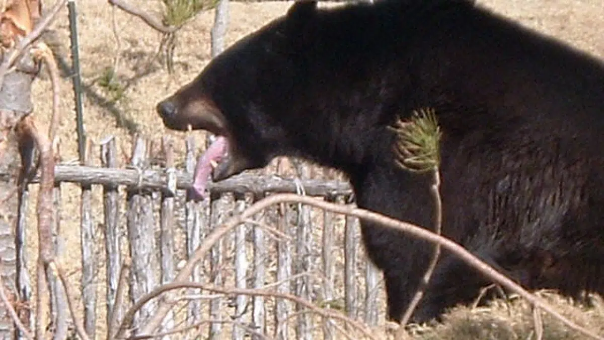 Shocking Encounter: Fearless Bear Crashes Picnic, What Happened Next ...