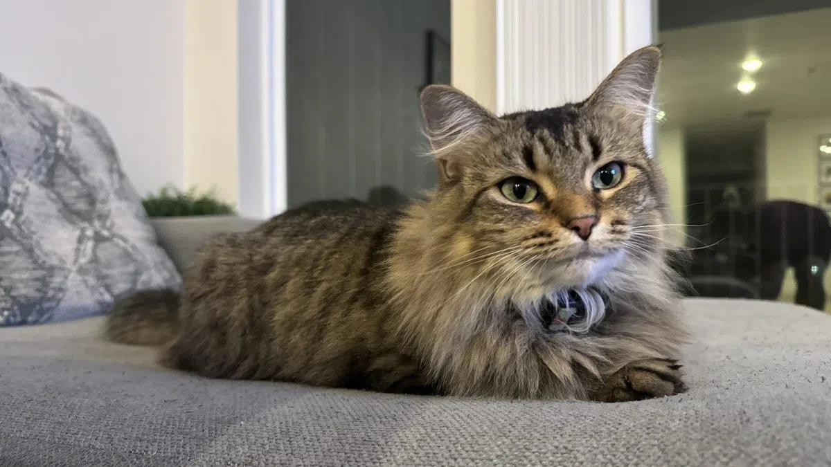 Weekend Snapshots: Jake’s Bees, Cheese-Its, and Tanner’s Cat Luna | The ...