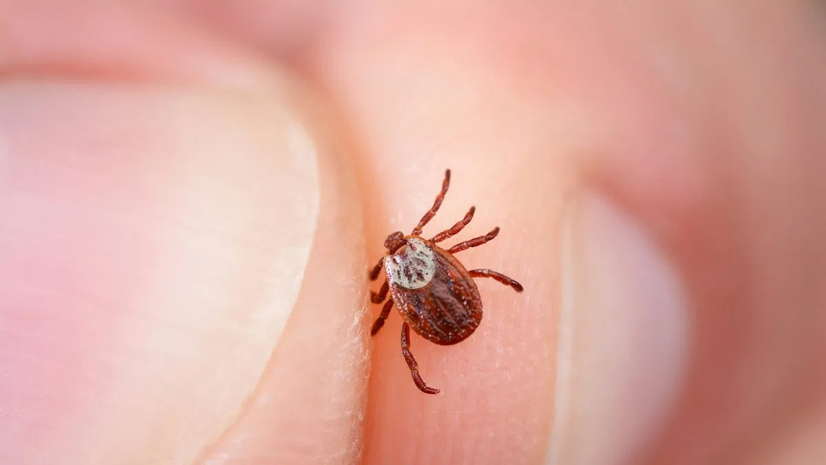 Worried About A Tick You Found On Yourself Or A Pet? Check Out This App ...