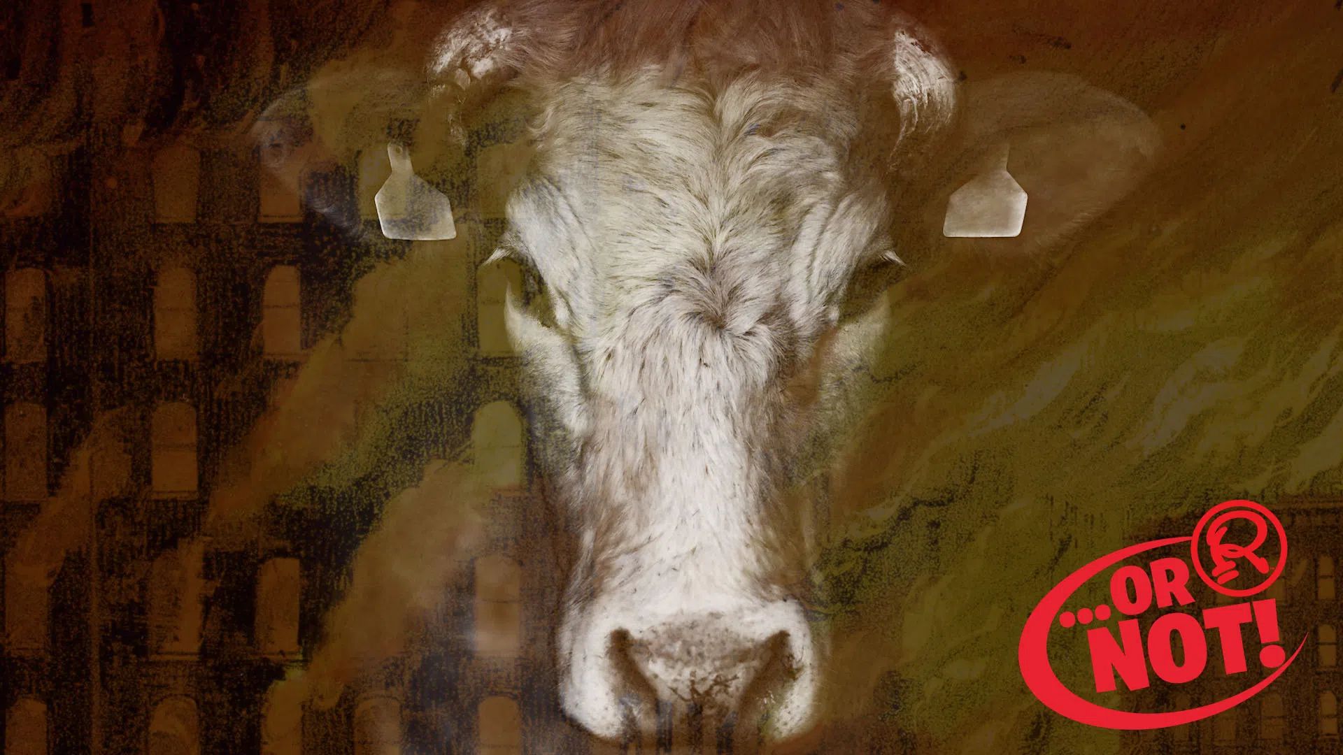 fire-cow | paNOW