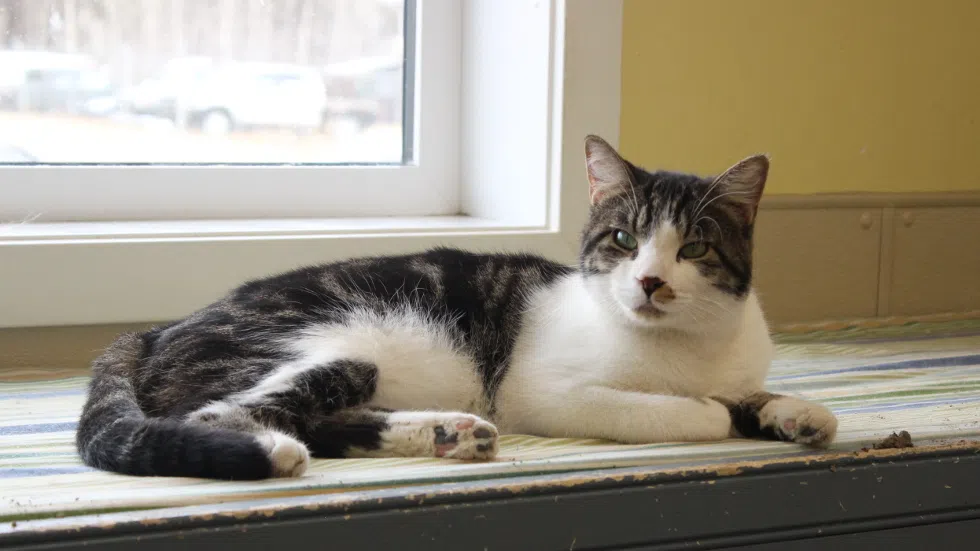 At cat-pacity: SPCA unable to accept more cats | paNOW