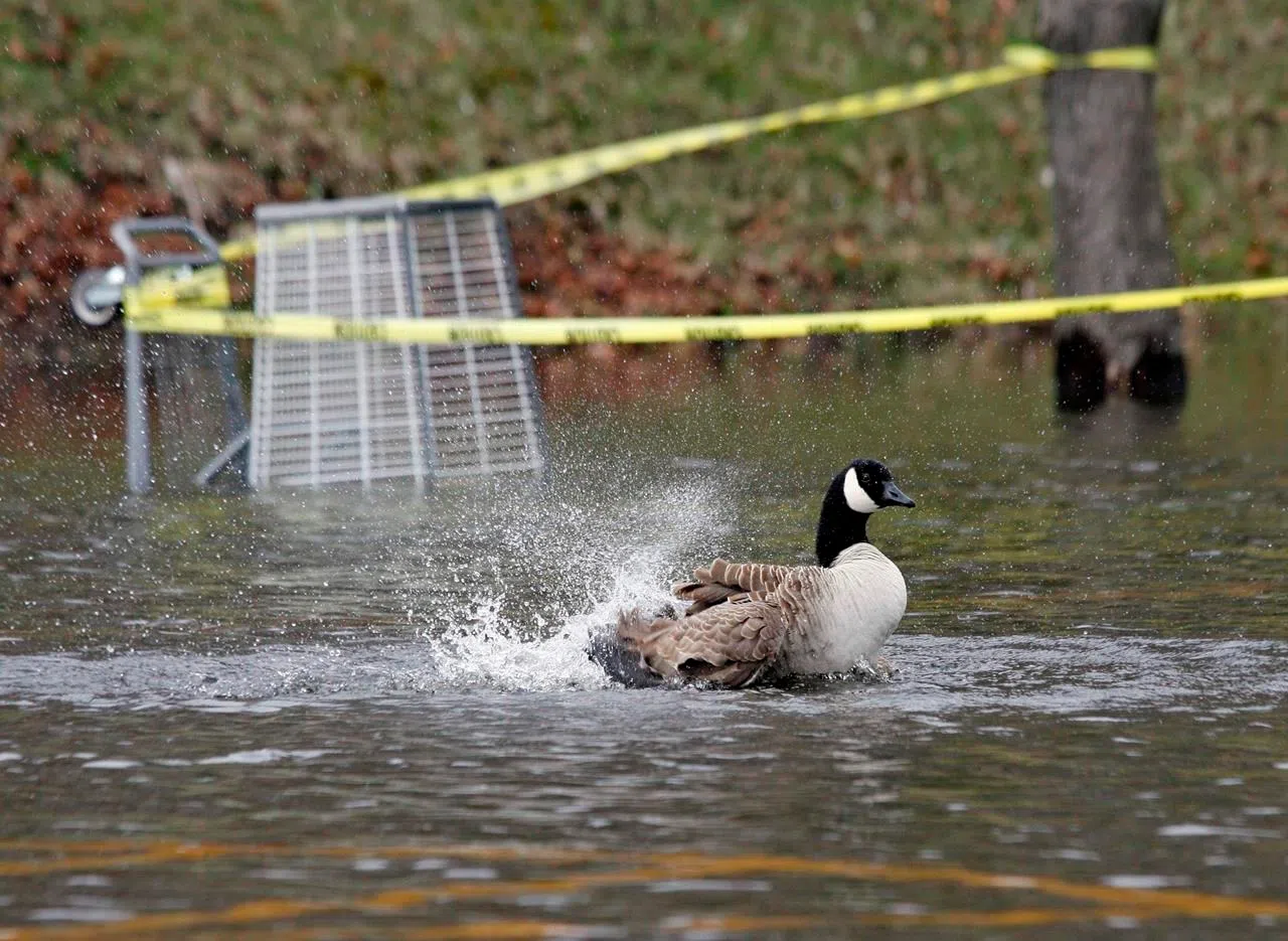 Boston looks to fix goose poop problem in parks, playgrounds | paNOW