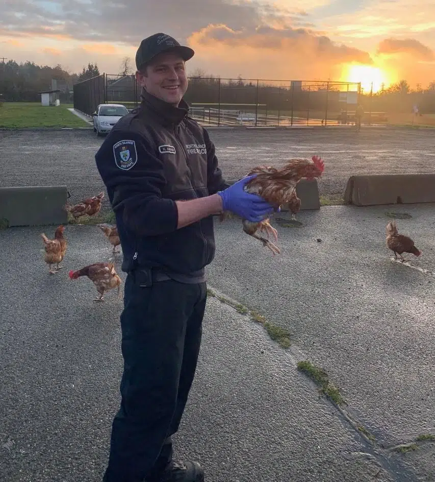 First responders investigate fowl mystery as lost chickens roam near ...