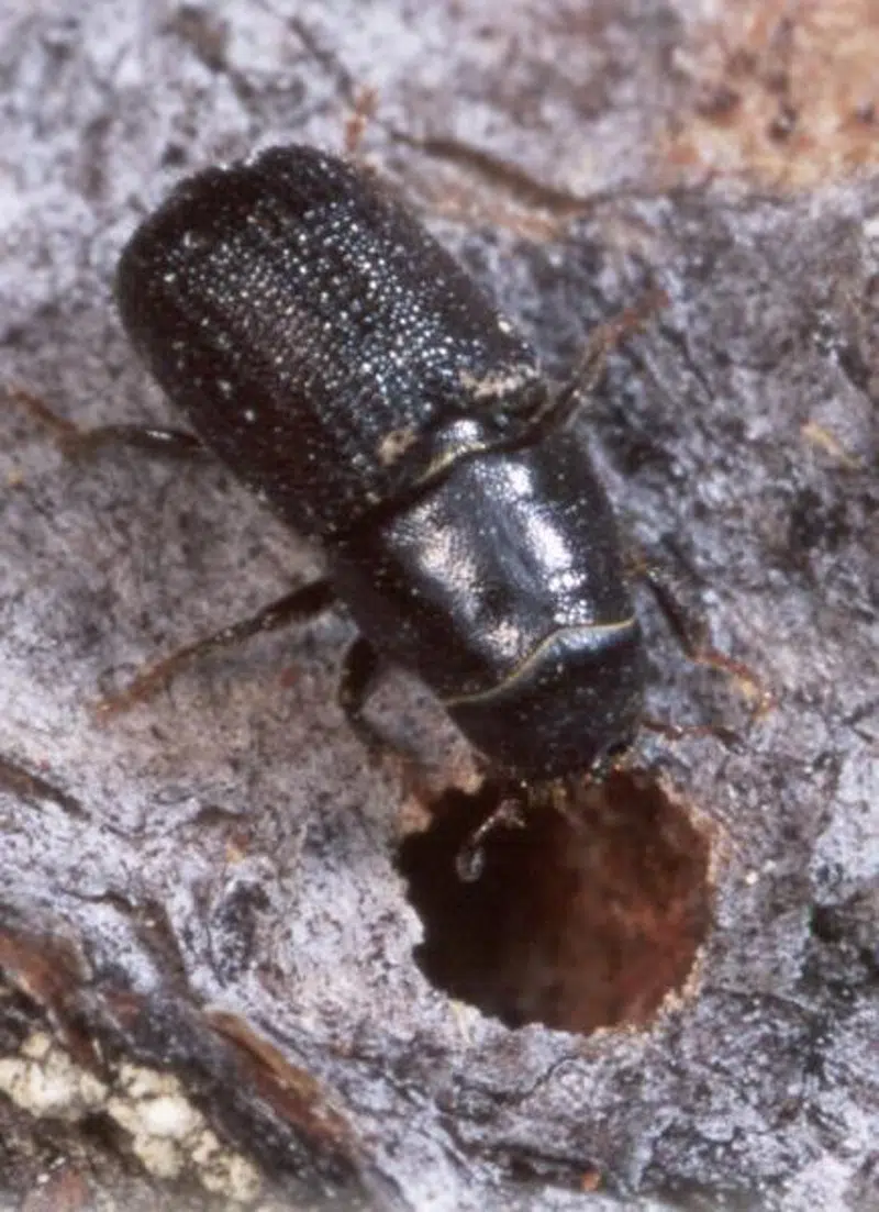 Wind chills have no effect on mountain pine beetle | paNOW