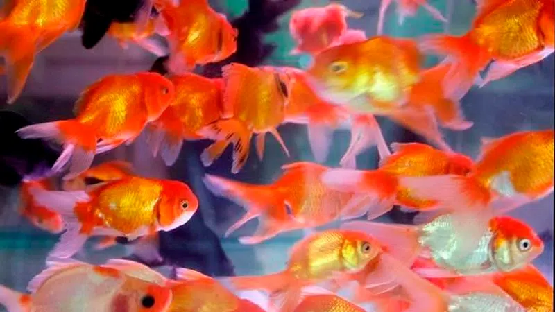 Invasive goldfish found in B.C. lake, biologists act to stop spread to ...