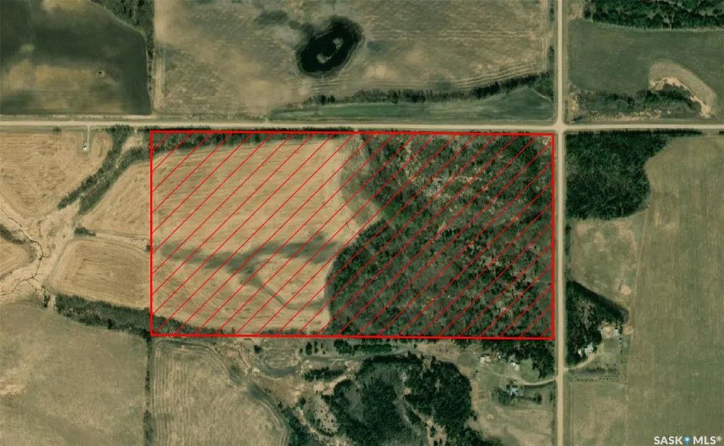 Kalyna Samburg Half | paNOW