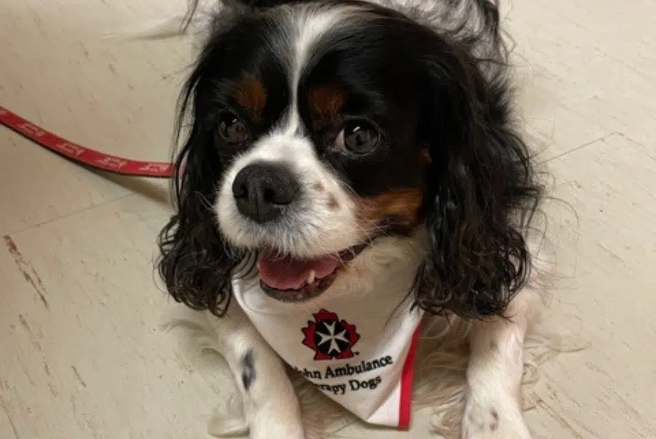 In Touch With Quinte – St. John Ambulance Therapy Dog Program | 91X FM CJLX