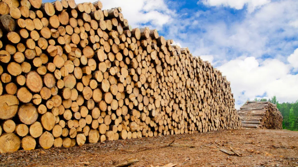 US softwood lumber duties to more than double in summer | Radio NL ...