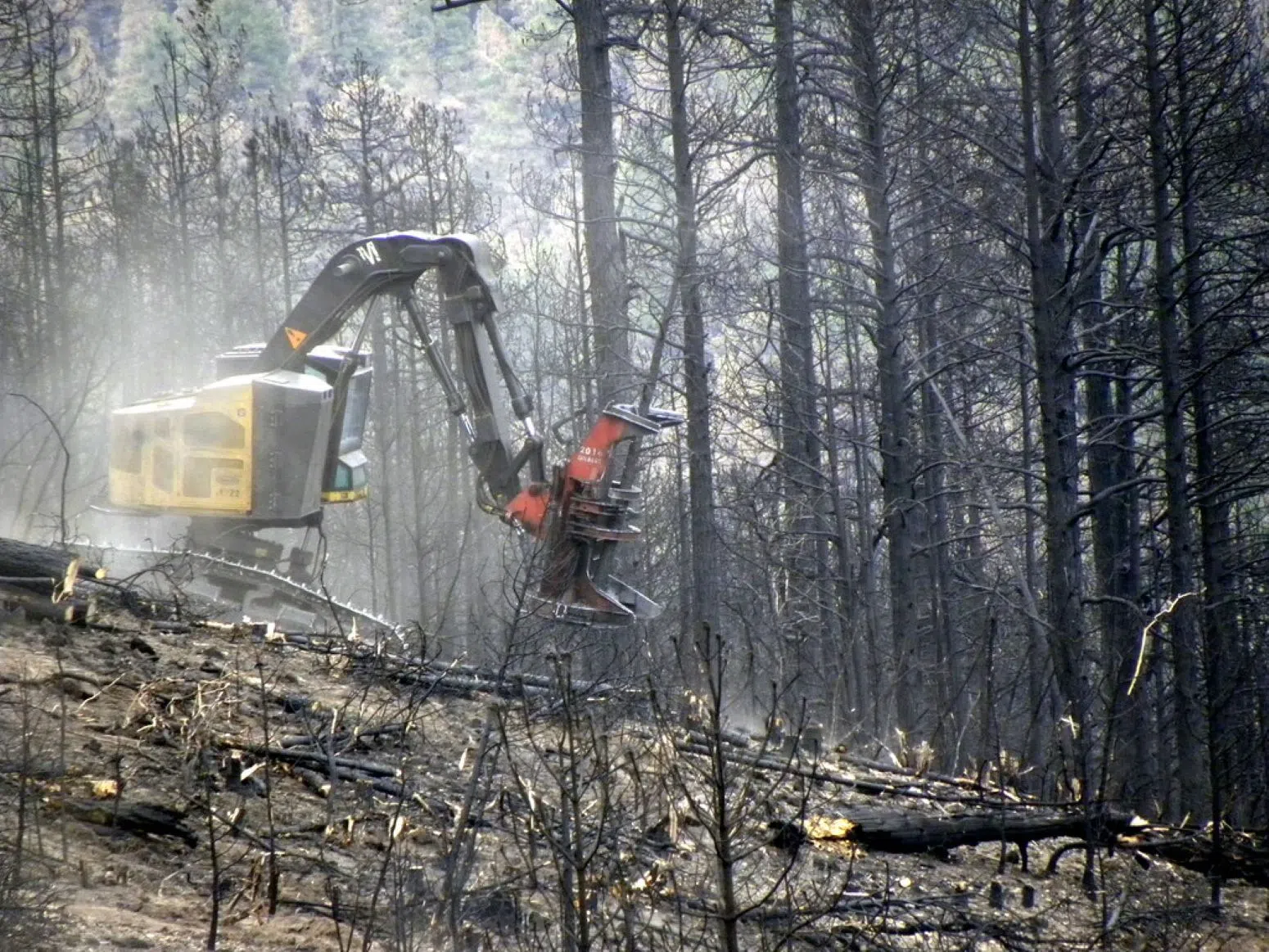 Province changes regulations surrounding fire damaged timber harvests ...